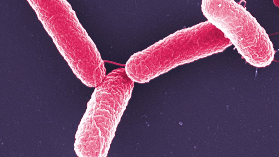 Living organisms - KS3 Biology - BBC Bitesize