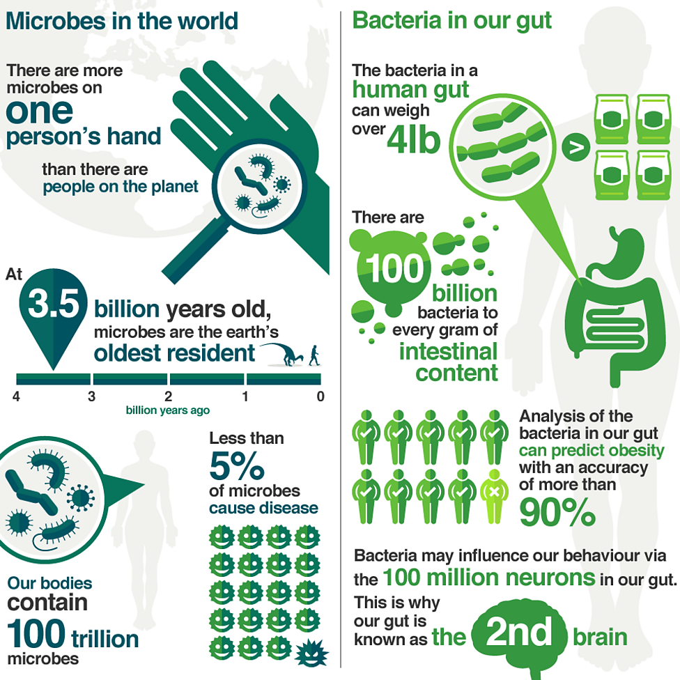 How quickly can you improve your gut bacteria? - BBC Food