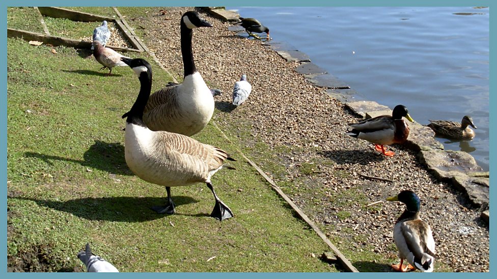 EYFS. Listening skills - 6: Music - BBC Teach