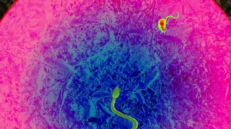 Living things - 2nd level Science - BBC Bitesize