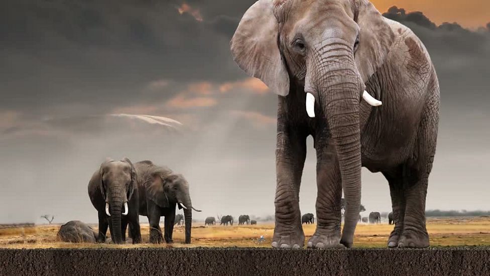 Living things - 2nd level Science - BBC Bitesize