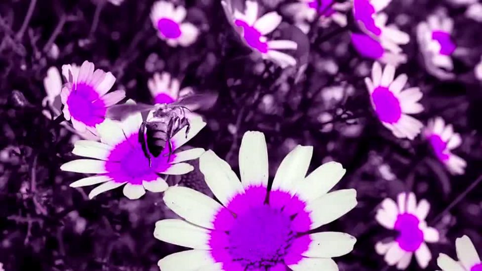 Living things - 2nd level Science - BBC Bitesize