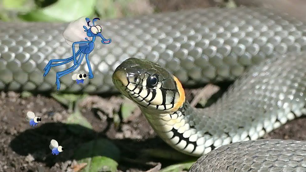 Body systems - 2nd level Science - BBC Bitesize