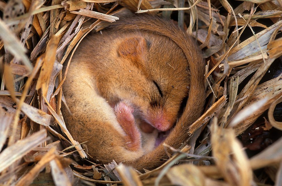 Hibernation - Revise: Metabolism and adverse conditions - Higher ...