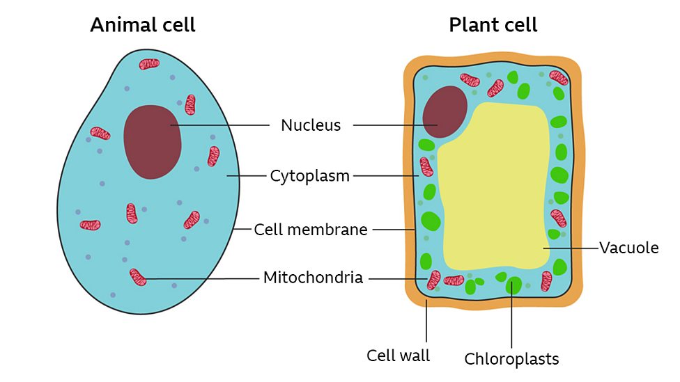 What's in a cell? - What are cells? - 3rd level Science Revision - BBC ...