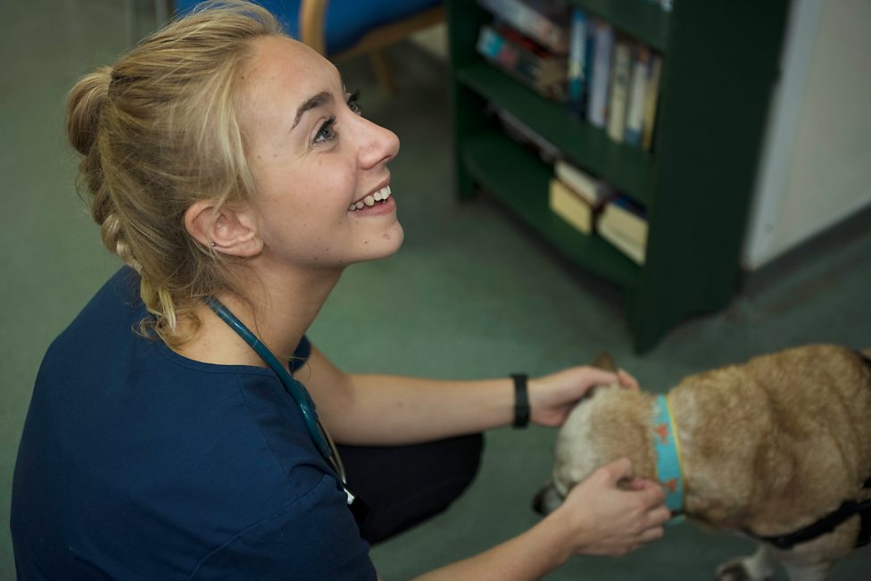 How to become a vet: Lucy's story - BBC Bitesize