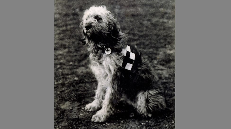 Animals in World War One - BBC Bitesize