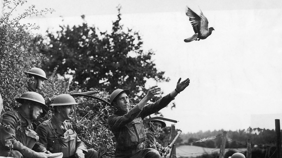 Why were animals useful in World War One? - BBC Bitesize