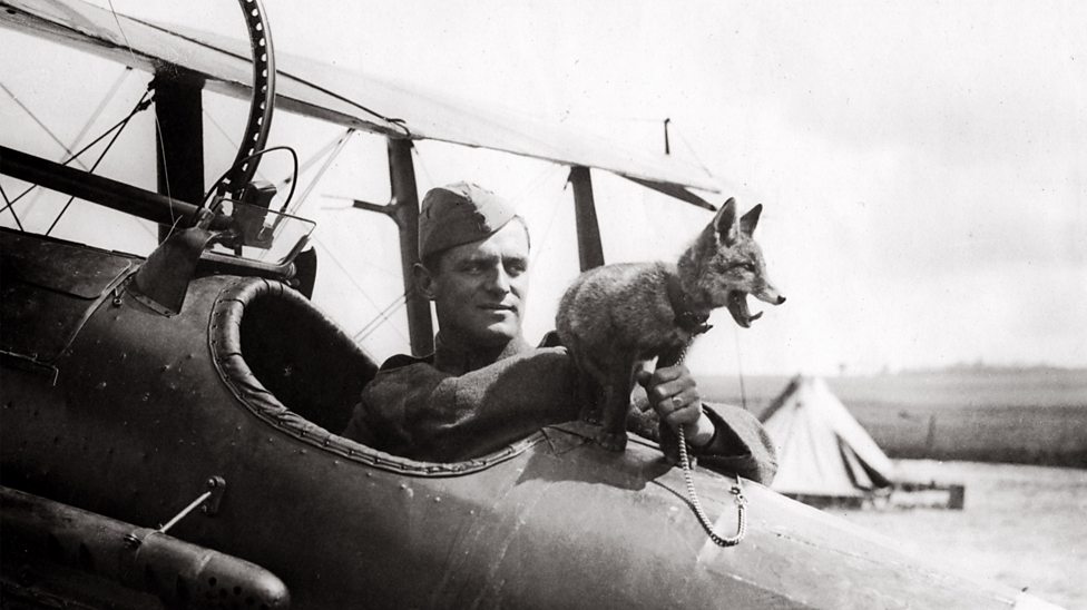 Animals in World War One - BBC Bitesize