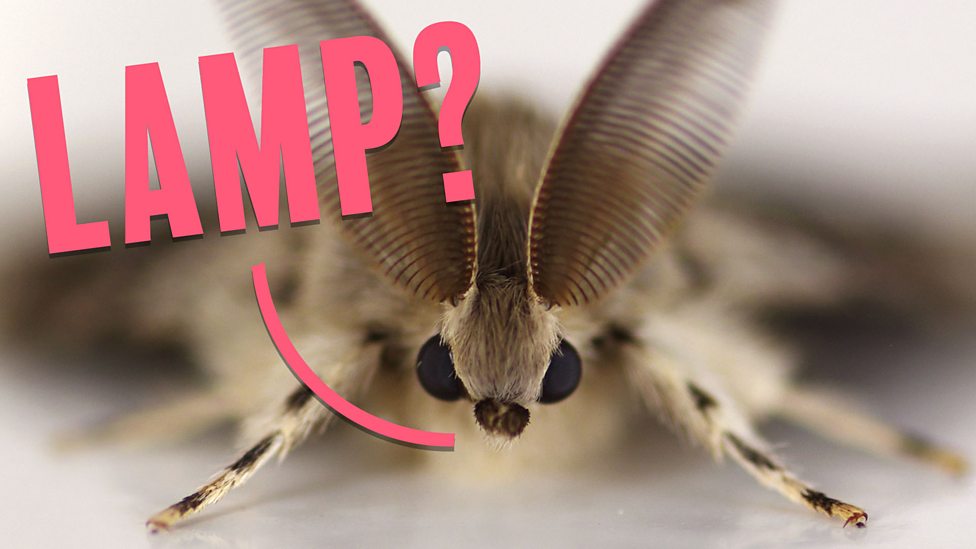Why does everybody love moth memes? - BBC Three