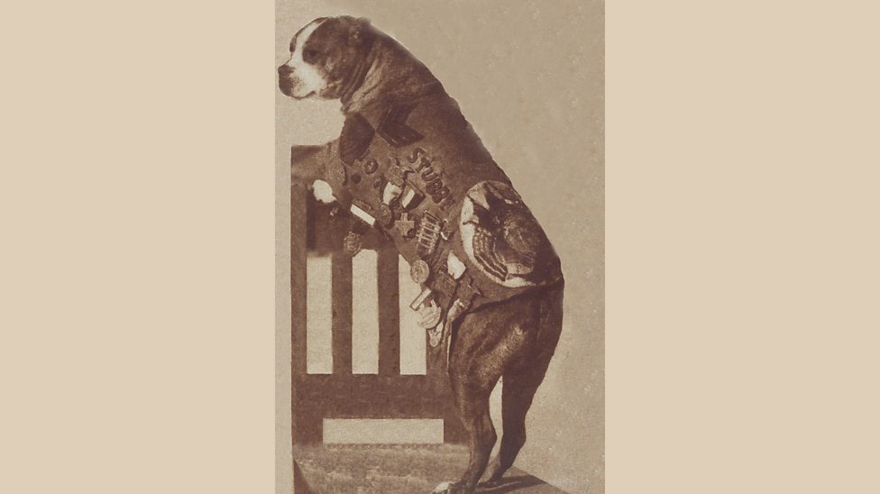 Who was Sergeant Stubby? - BBC Bitesize