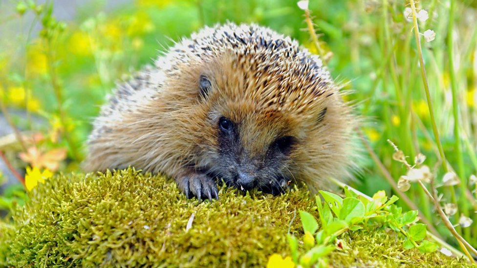 Let's all wear spikes and try to save the hedgehogs - BBC Three