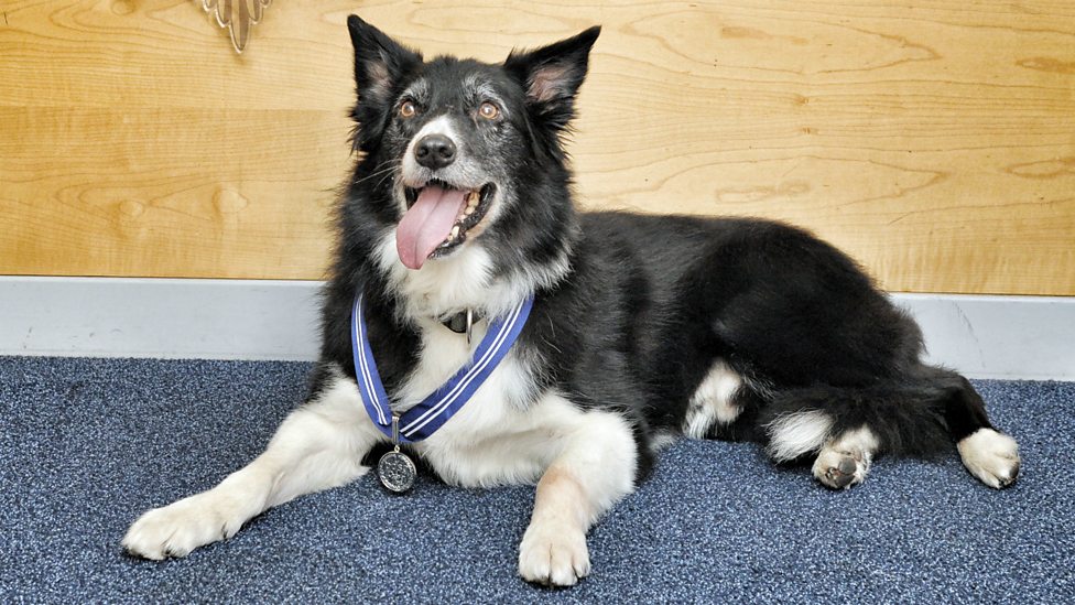 Police dog given bravery award for work after Manchester terror attack ...