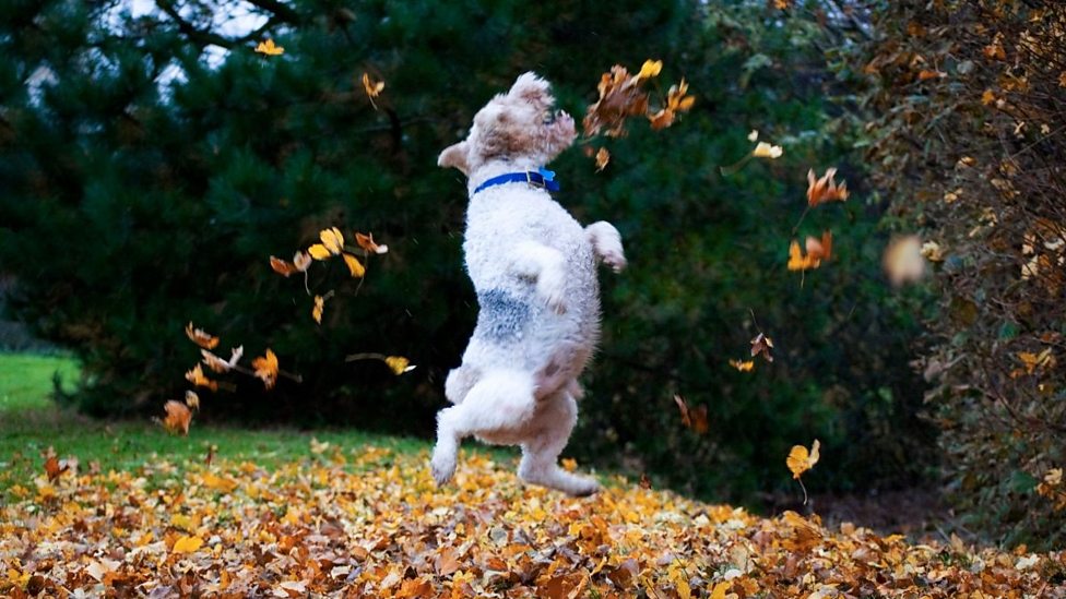Why do leaves fall off trees? - BBC Bitesize