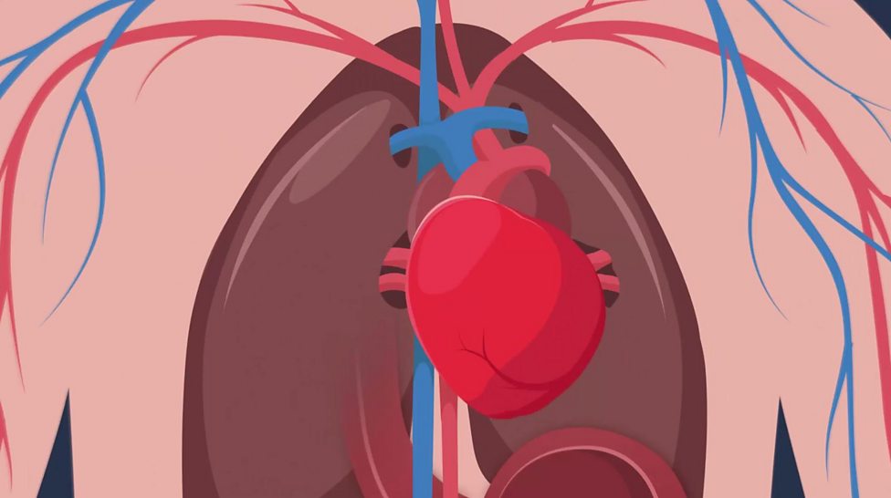 How do the heart and circulatory system work? - BBC Bitesize