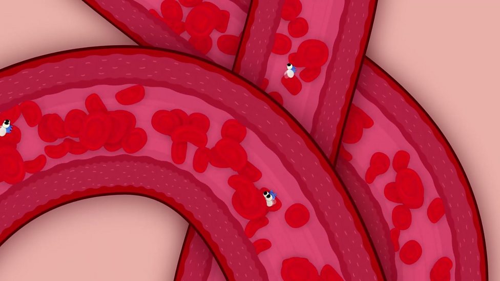 How do the heart and circulatory system work? - BBC Bitesize
