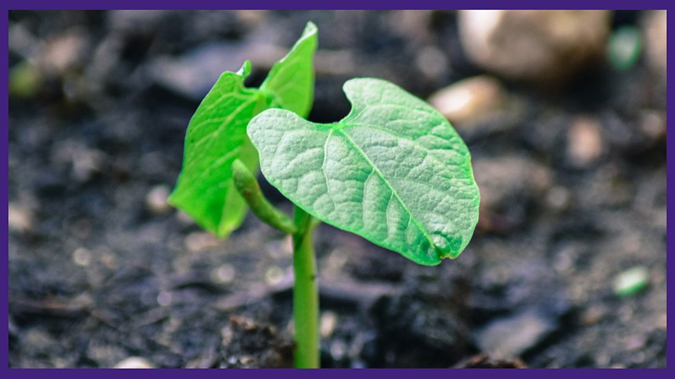 Spring term resources - BBC Bitesize