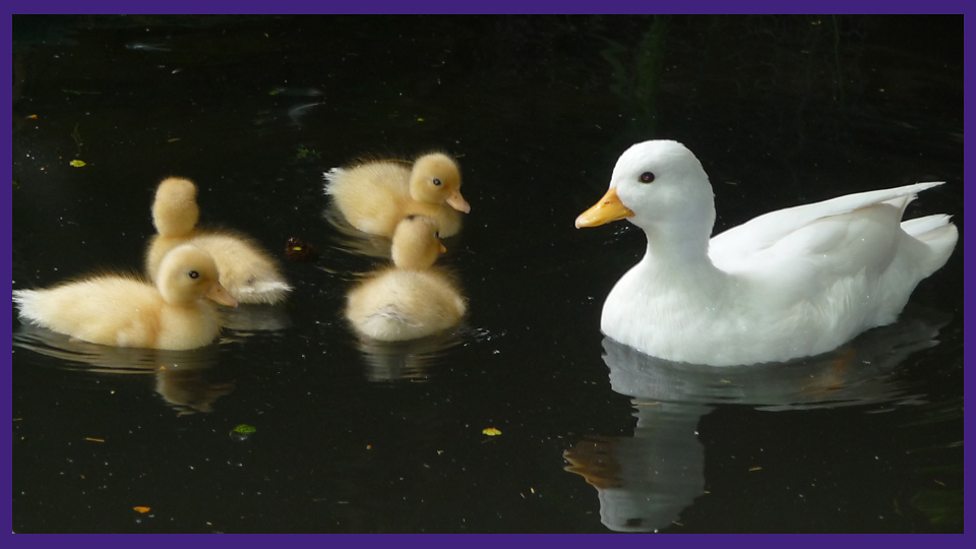 Spring term resources - BBC Bitesize