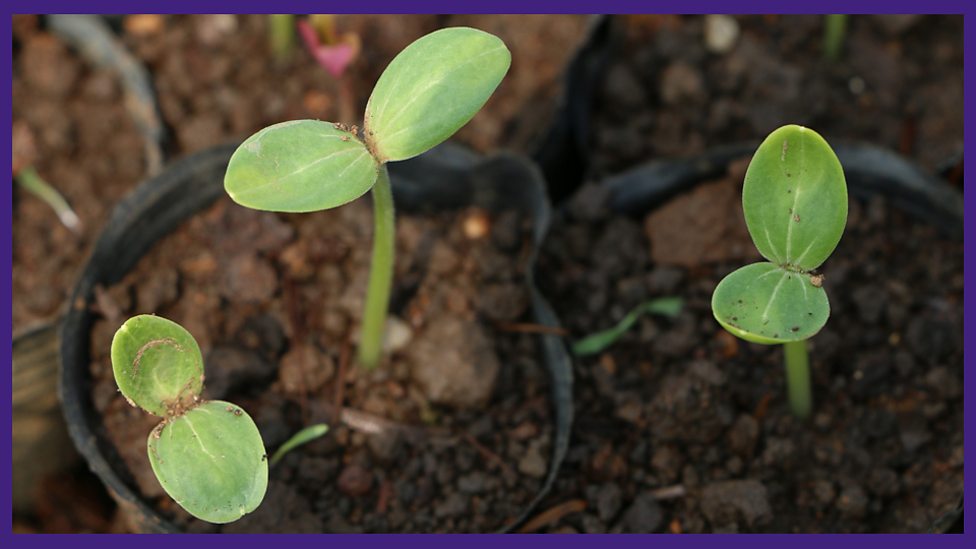 KS1 Dance: Time to Move. Spring plants - BBC Teach