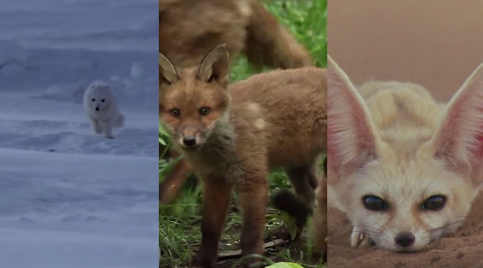 KS2 / KS3 Science: How plants and animals reproduce - BBC Bitesize