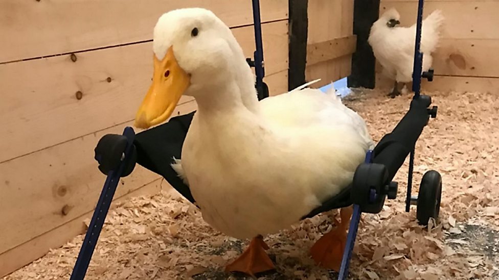 A disabled duck is able to walk again and it's sparking joy - BBC Three