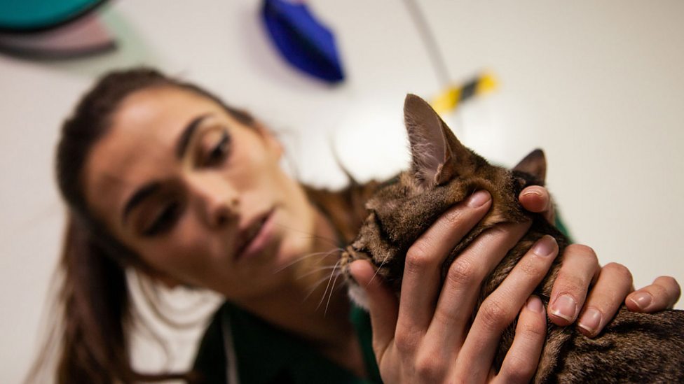 Bitesize Careers: How to get a job as a veterinary nurse in the UK ...