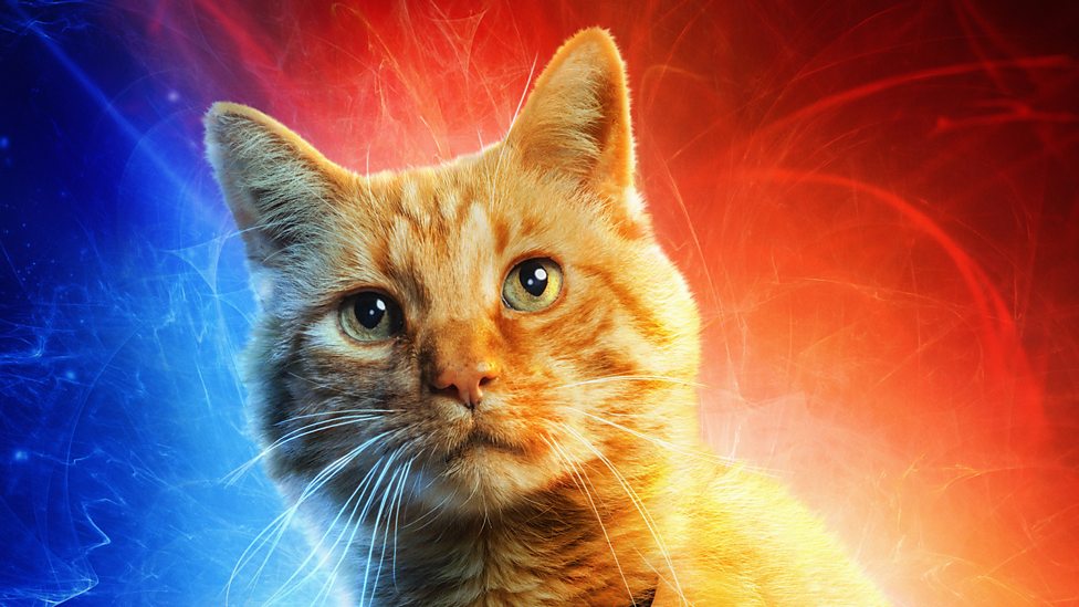 Five elephant facts you won’t forget - BBC Bitesize