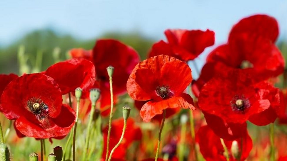 Five flowers that made history - BBC Bitesize