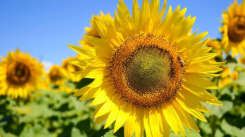 Lockdown gardening: The easiest flowers to grow - BBC Bitesize