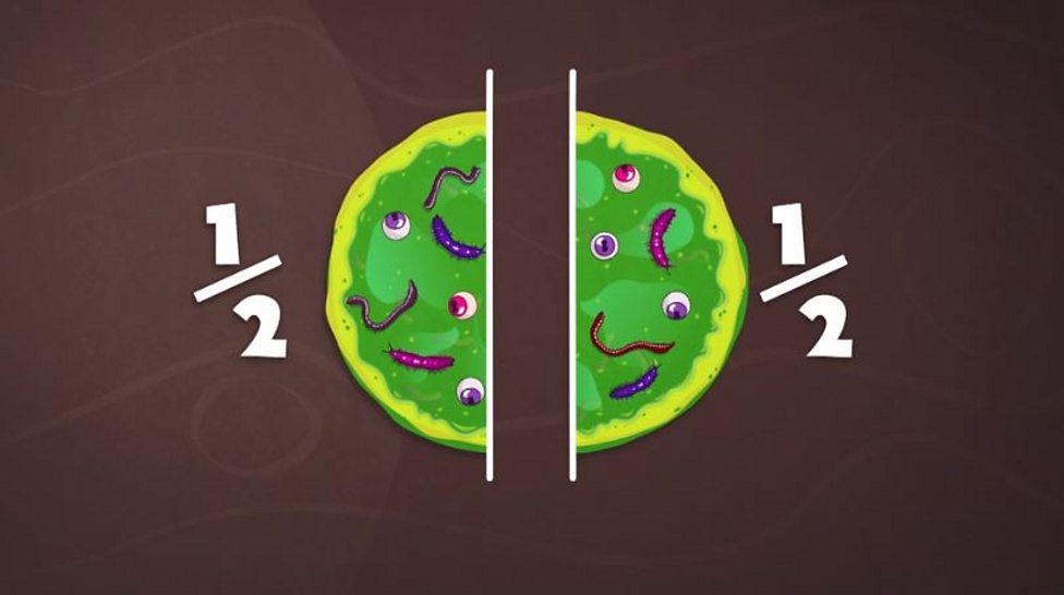 What is a fraction? - BBC Bitesize