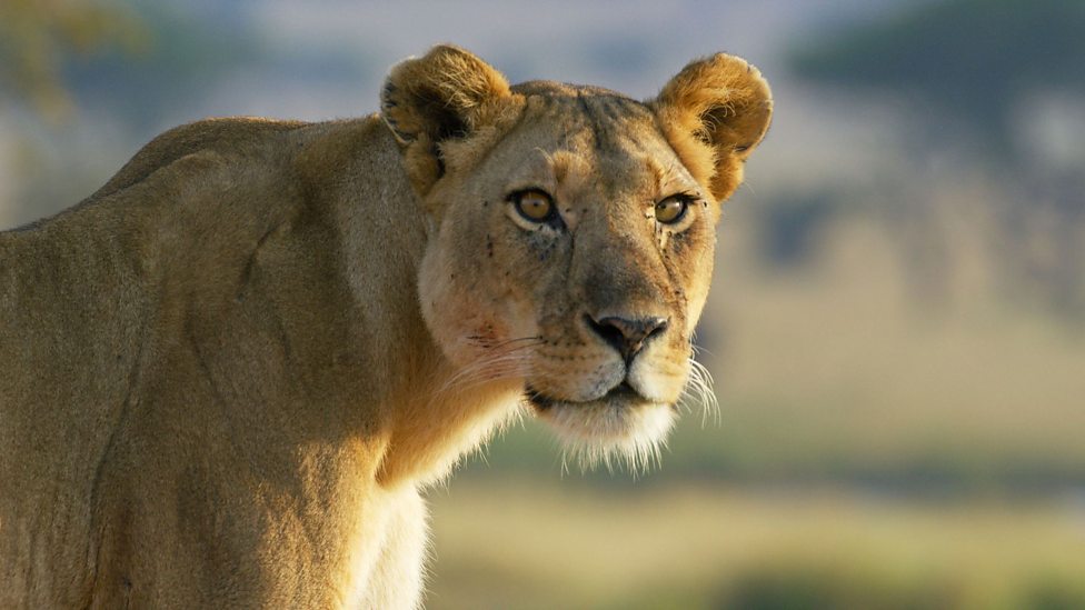 Meet the animals of BBC One's Serengeti - BBC Bitesize