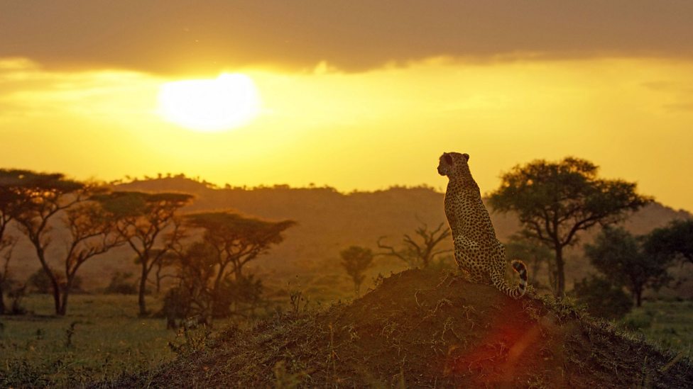 Meet the animals of BBC One's Serengeti - BBC Bitesize