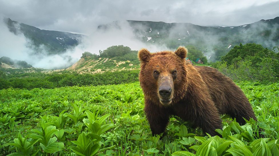 Australia: The land down under - BBC Bitesize