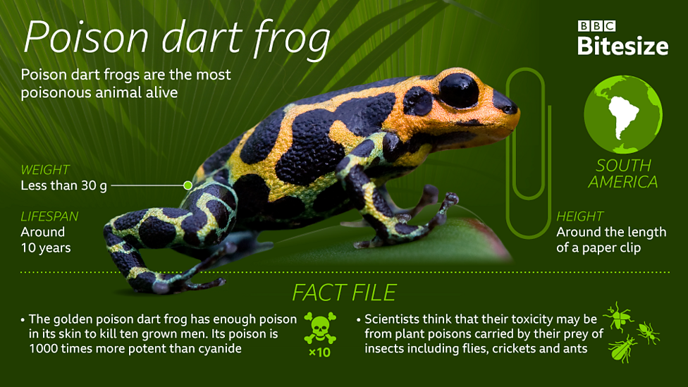 South America: Rainforests, rivers and waterfalls - BBC Bitesize