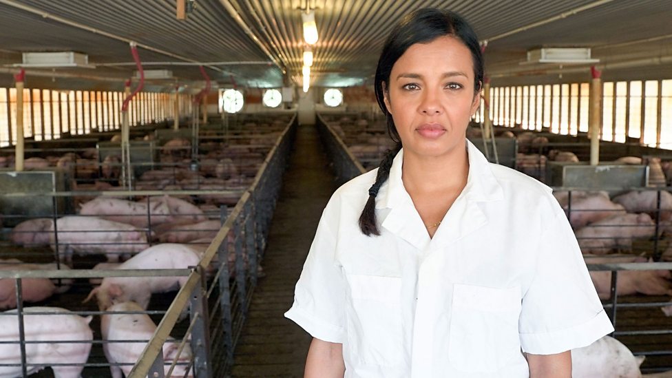 Can you eat meat without damaging the environment? - BBC Food