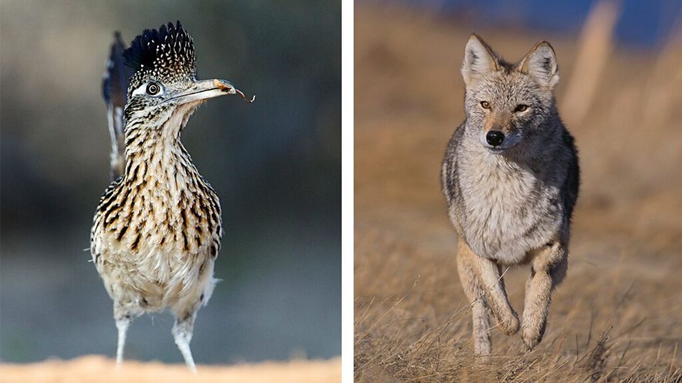 North America: A land of pioneering animals - BBC Bitesize