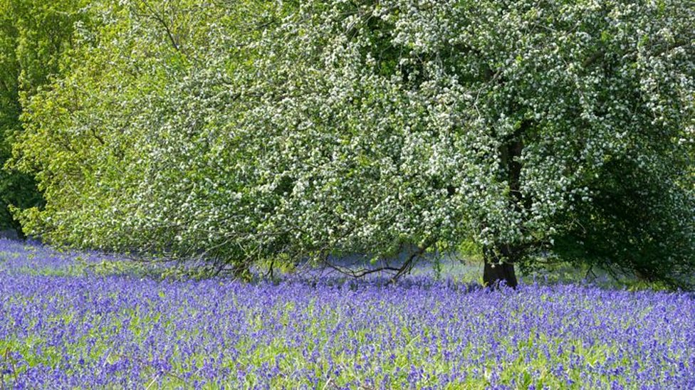 Wild apples: Six facts you might appl-e-ciate - BBC Bitesize