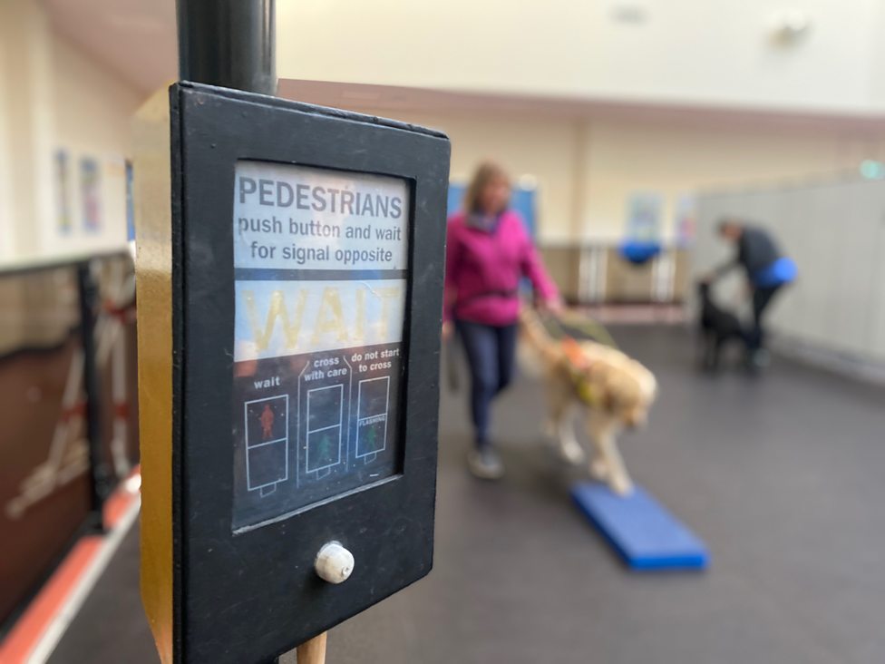 Working as a guide dog trainer: Lynsey's story - BBC Bitesize