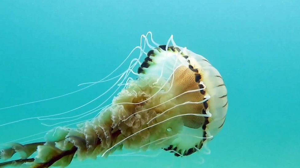 How to become a marine conservationist - BBC Bitesize
