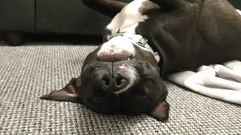 How to support your pets during lockdown - BBC Bitesize