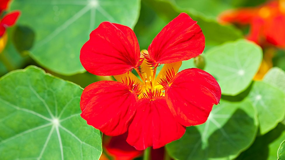 Lockdown gardening: The easiest flowers to grow - BBC Bitesize