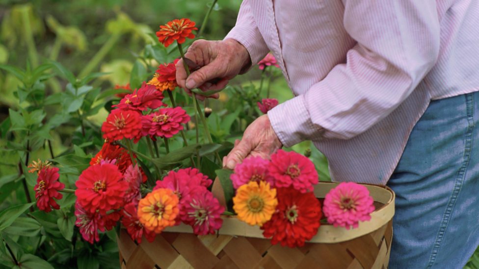 Lockdown gardening: The easiest flowers to grow - BBC Bitesize