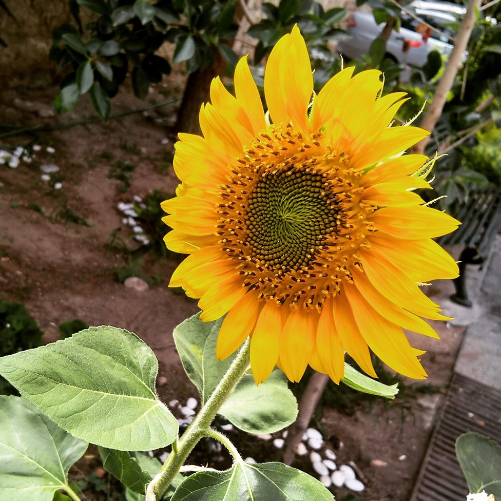 Lockdown gardening: The easiest flowers to grow - BBC Bitesize