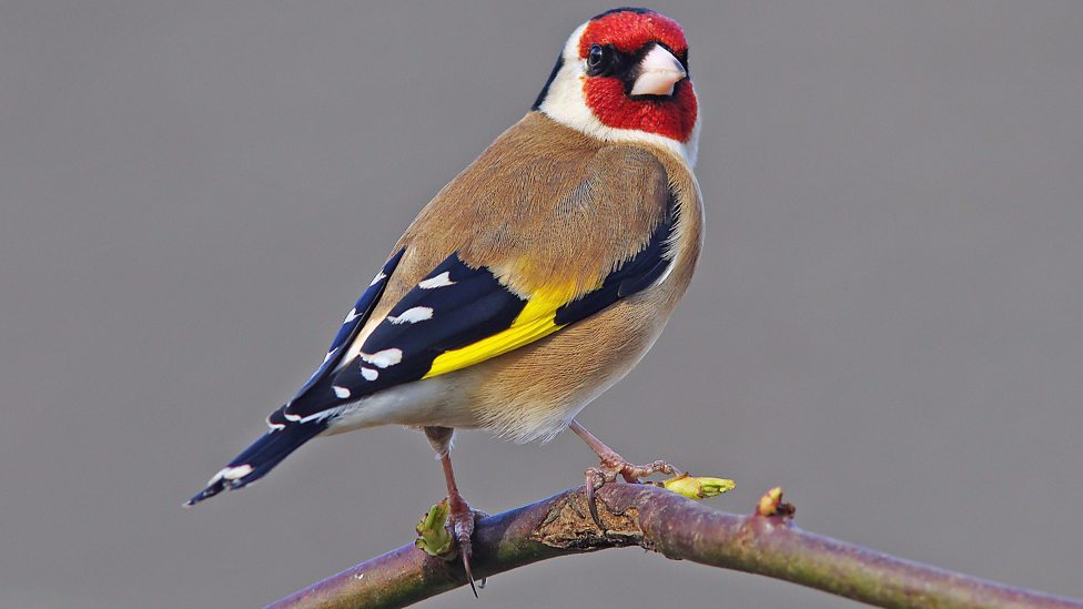 Five rare UK birds to keep a close eye out for this summer - BBC Bitesize