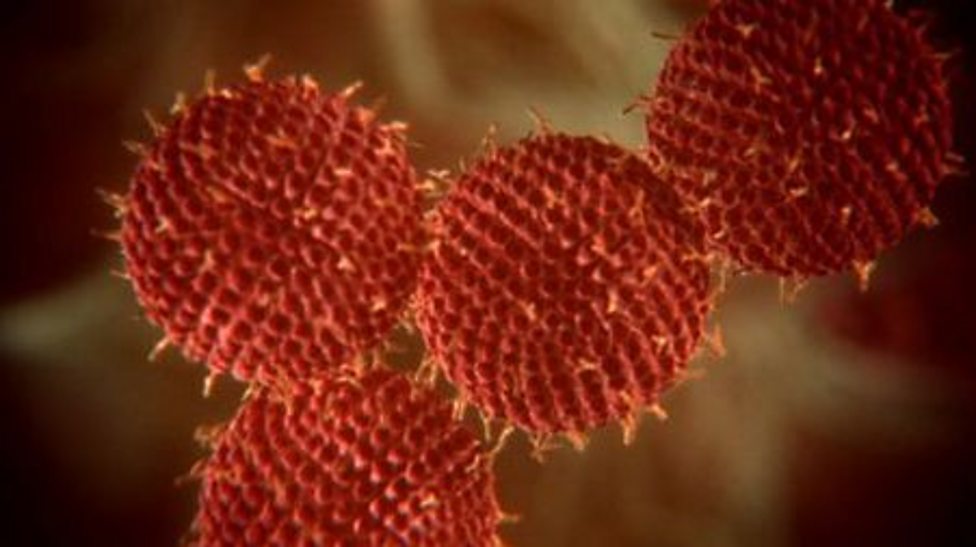 Pregnancy and multiple births - BBC Bitesize