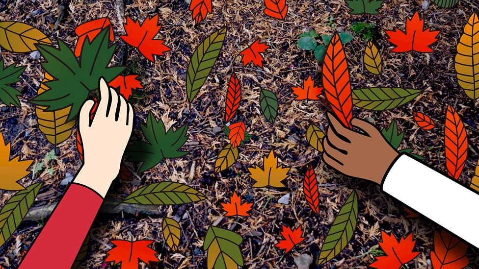 What tools can we use to carry out fieldwork? - BBC Bitesize