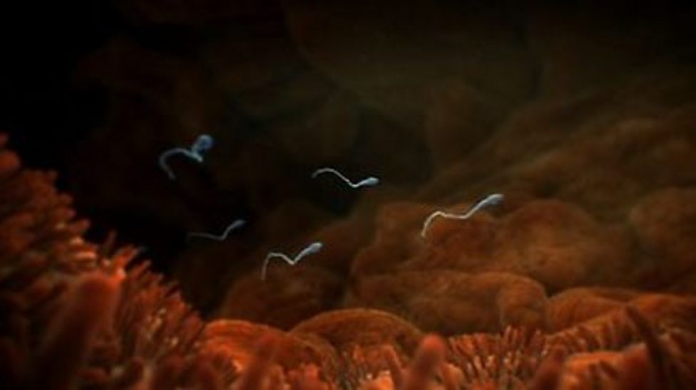 How humans see - BBC Bitesize