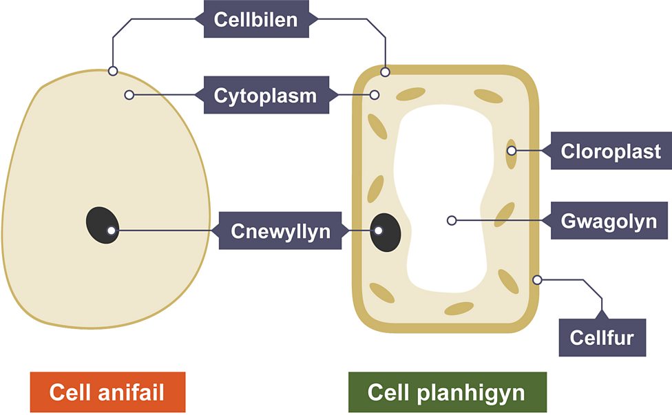 Cynnwys y tymor hwn - Casgliad Bioleg - Cyfnod Allweddol 3 - BBC Bitesize