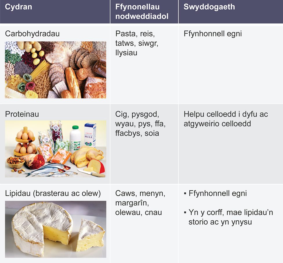 Cynnwys y tymor hwn - Casgliad Bioleg - Cyfnod Allweddol 3 - BBC Bitesize