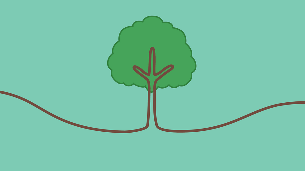 Why are forests important? - BBC Bitesize
